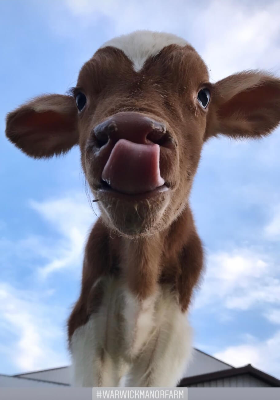 Guernsey Milk - Yoder's Country Market